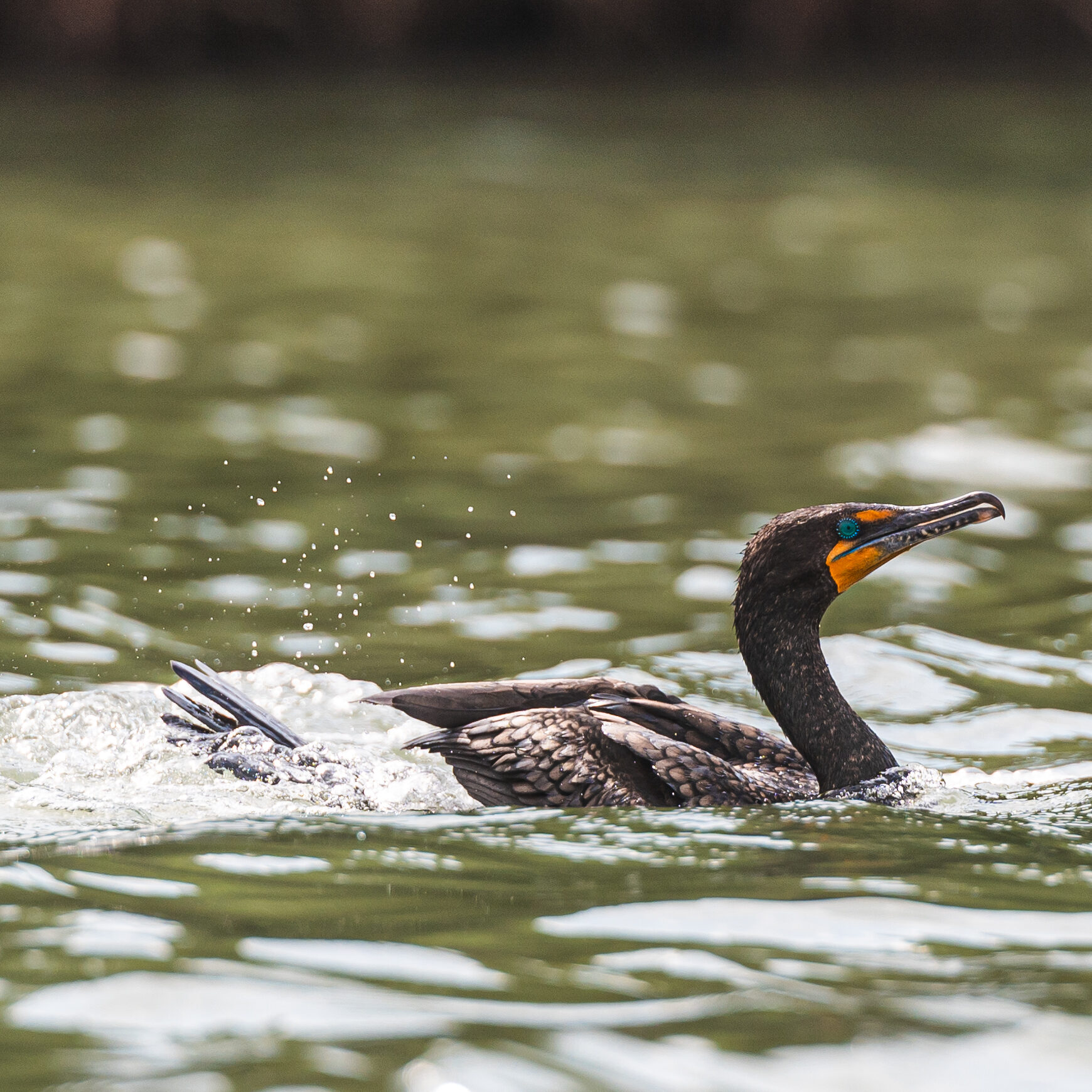 Home - Shell Key Preserve