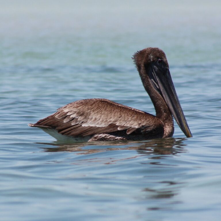 Home - Shell Key Preserve